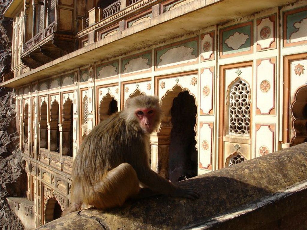 Temple for Monkey, Rat and Dog: 15 Unusual Temples in India - Knowledge ...